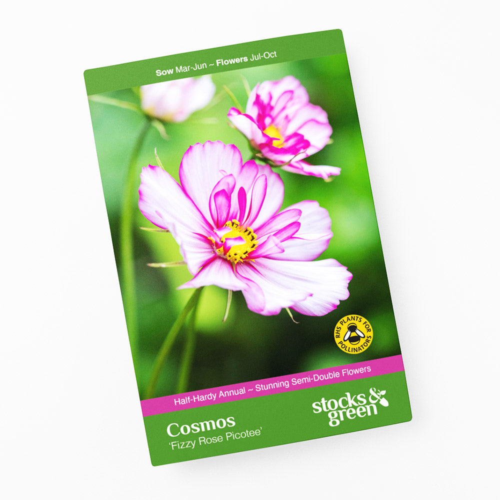 Cosmos 'Fizzy Rose Picotee' Seeds – Stocks & Green