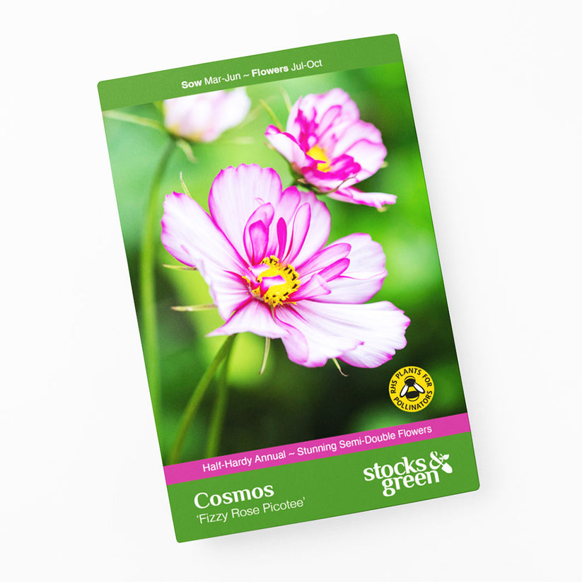 Cosmos 'Fizzy Rose Picotee' Seeds – Stocks & Green