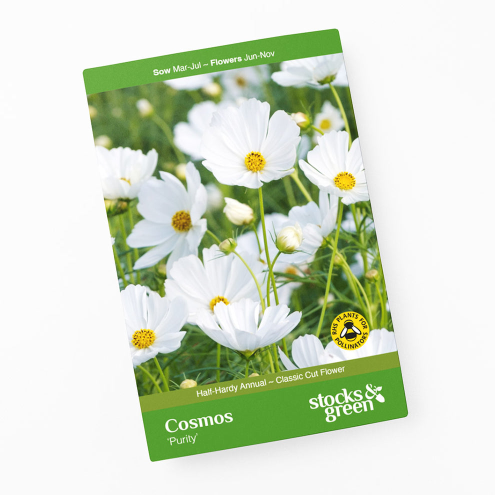 Cosmos 'Purity' Seeds – Stocks & Green