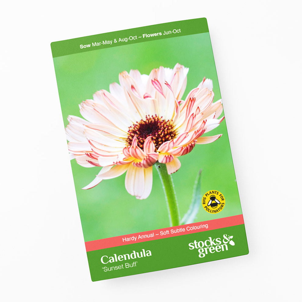 Calendula 'Sunset Buff' Seeds – Stocks & Green