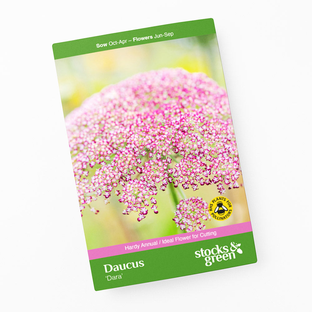 Daucus carota 'Dara' - Wild Carrot Seeds – Stocks & Green