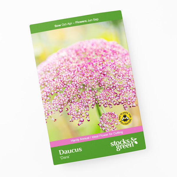 Daucus carota 'Dara' - Wild Carrot Seeds – Stocks & Green