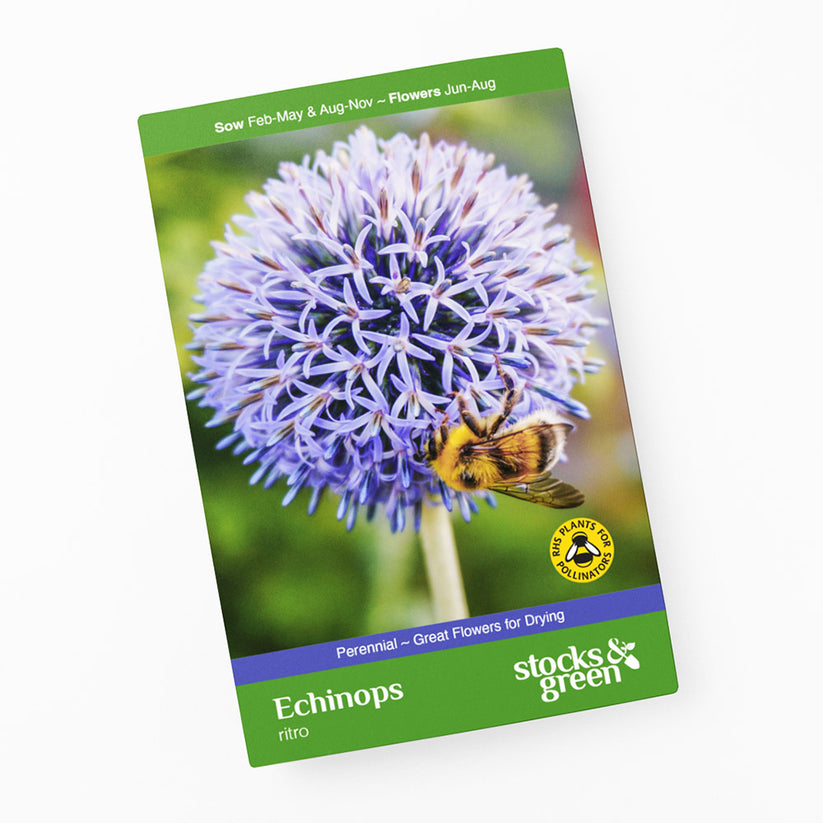 Echinops ritro - Globe Thistle Seeds – Stocks & Green