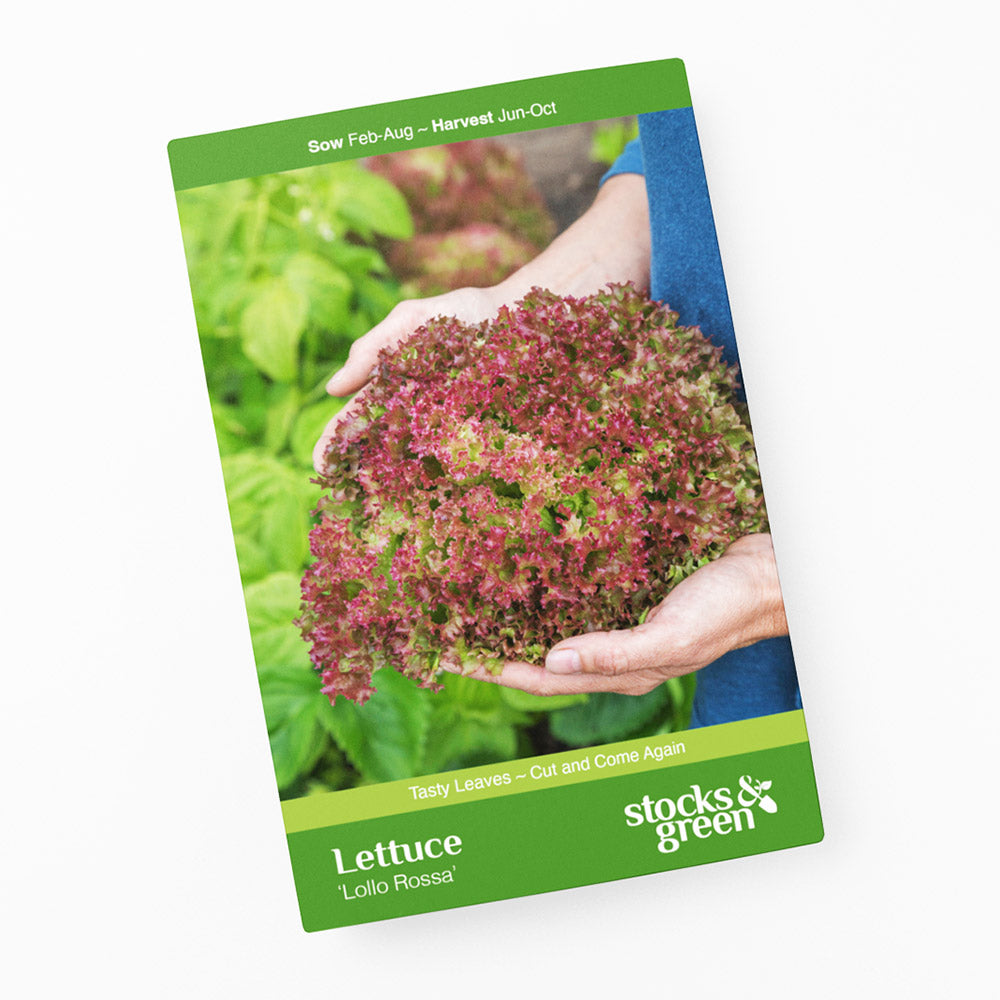 Lettuce 'Lollo Rossa' Seeds – Stocks & Green