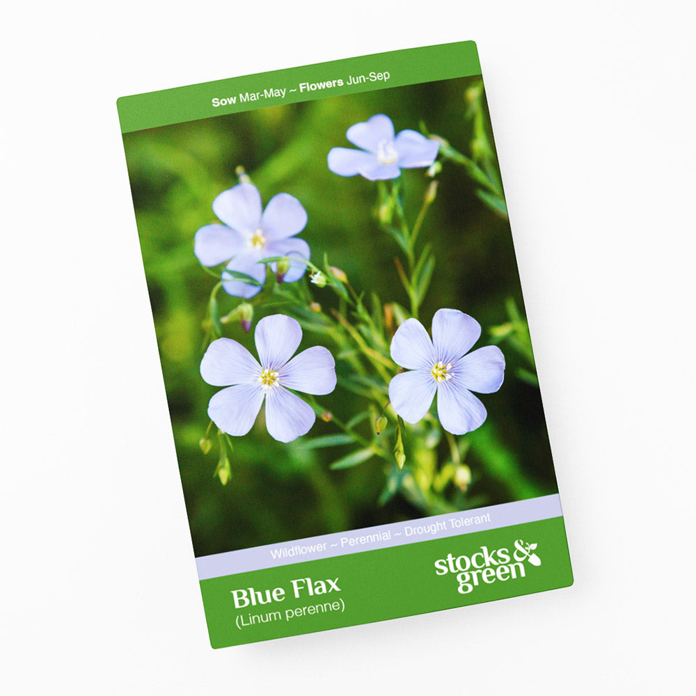 Linum perenne - Blue Flax Seeds – Stocks & Green