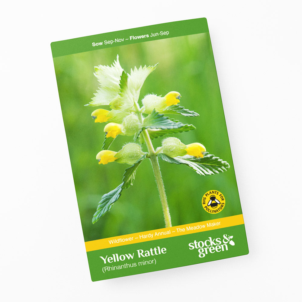 Rhinanthus minor - Yellow Rattle Seeds – Stocks & Green