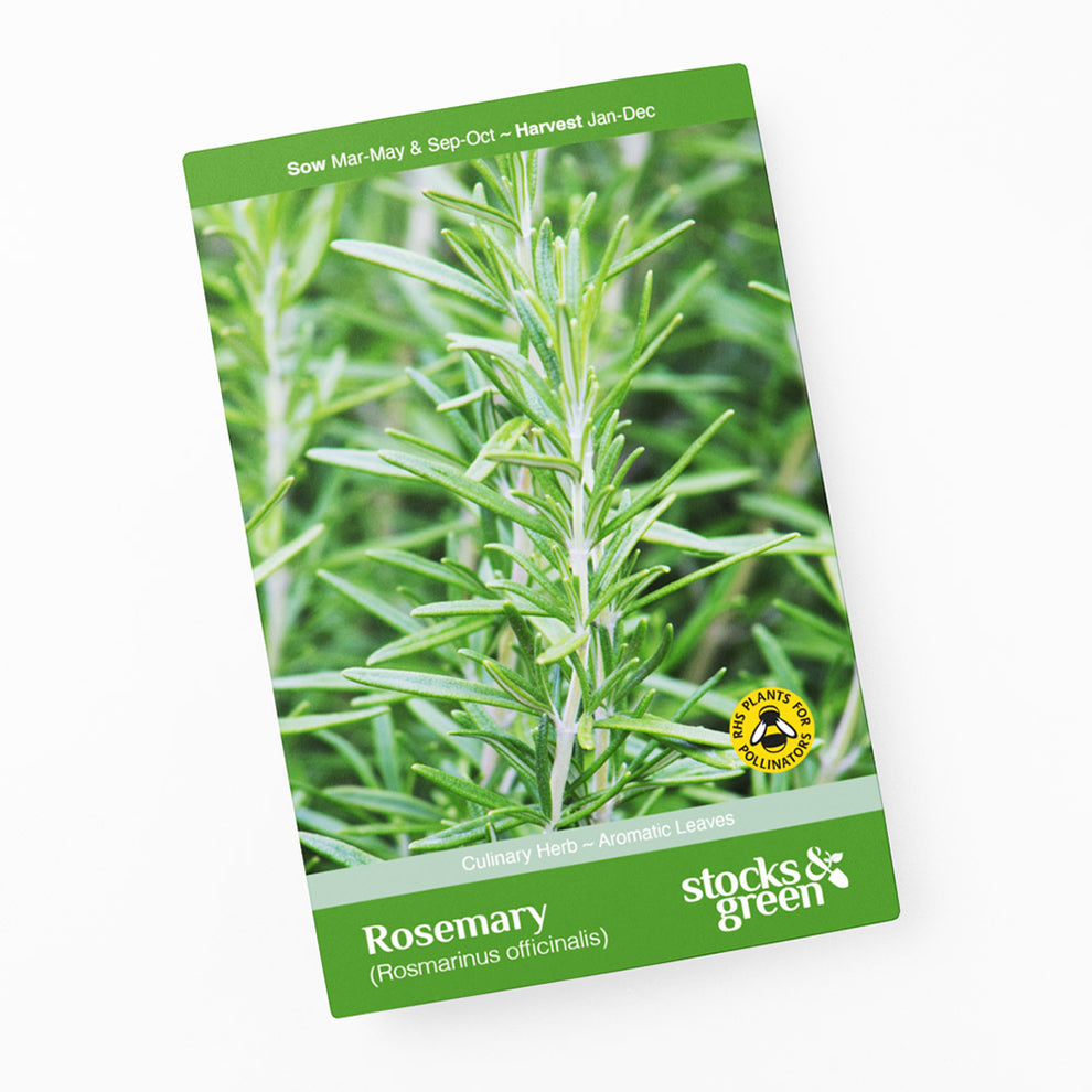 Rosemary Seeds – Stocks & Green