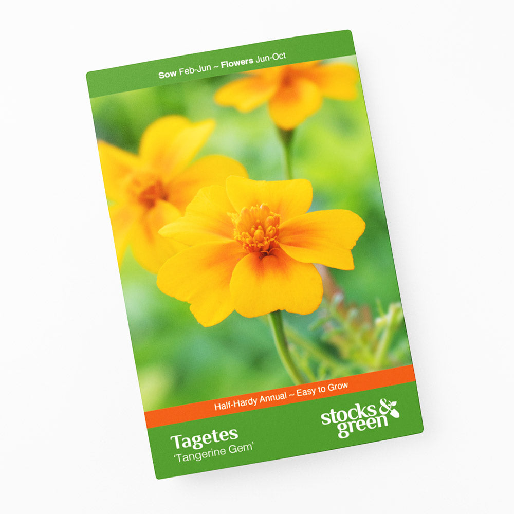 Tagetes 'Tangerine Gem' - African Marigold Seeds – Stocks & Green