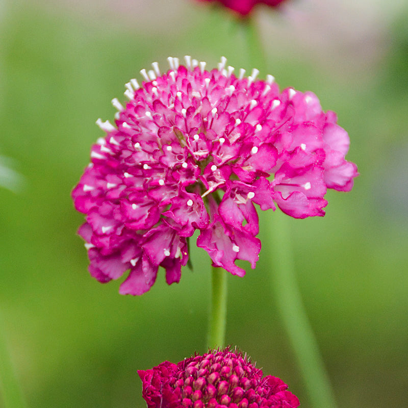 Scabiosa 'Raspberry Swirl' Seeds – Stocks & Green