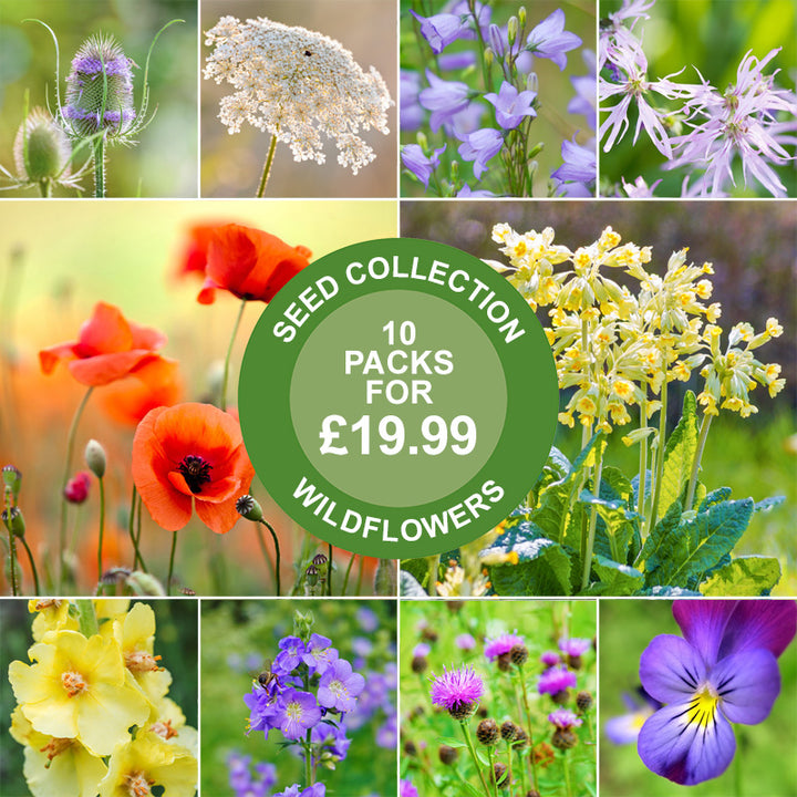 Stocks & Green - Grow A Beautiful Garden From Seed