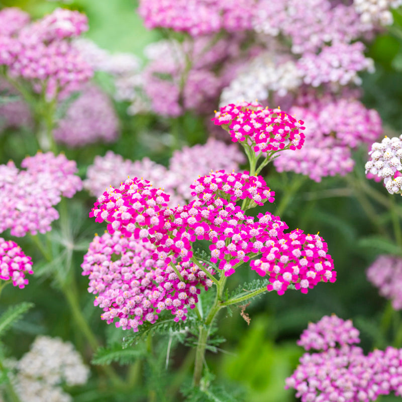 Achillea 'Summer Berries' - Yarrow Seeds – Stocks & Green