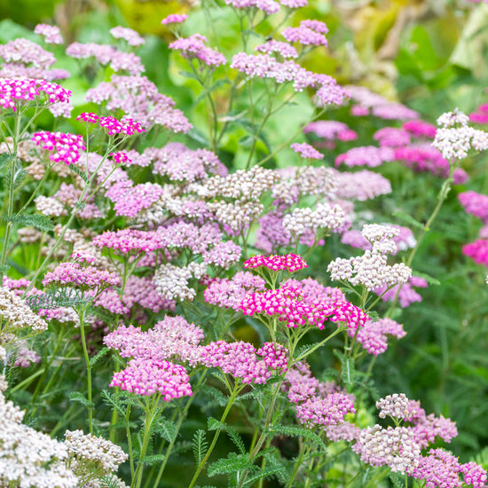 Achillea 'Summer Berries' - Yarrow Seeds – Stocks & Green