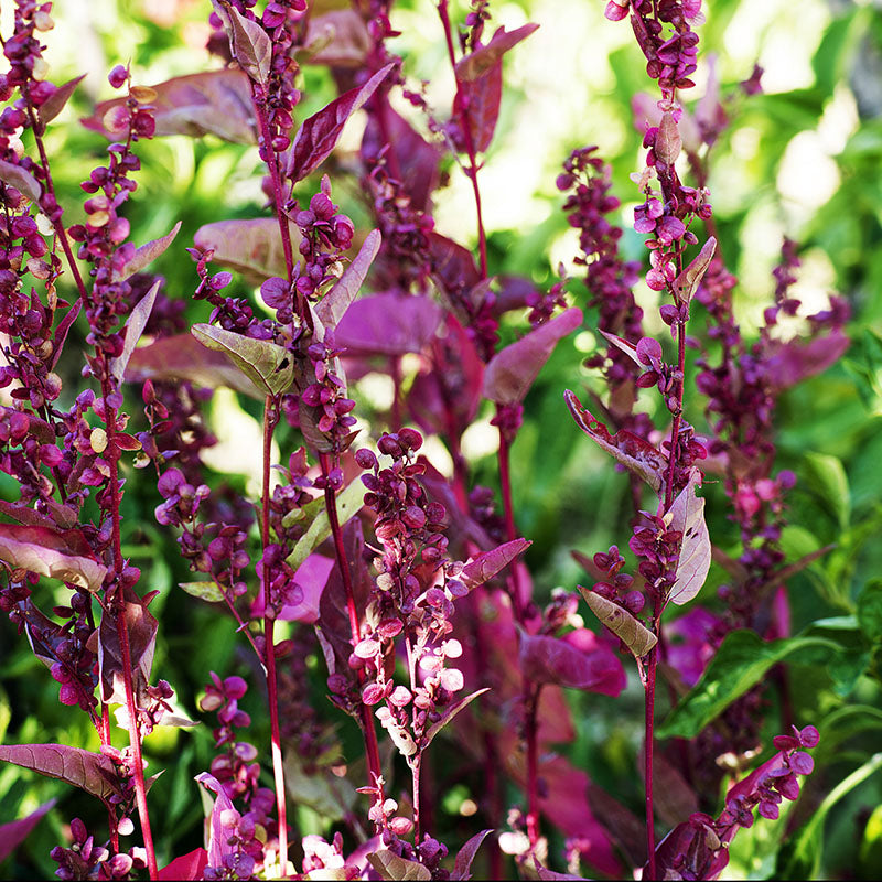 Atriplex hortensis 'Red Plume' Seeds – Stocks & Green
