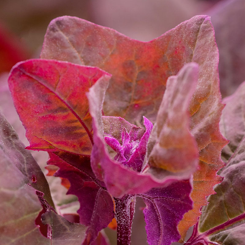Atriplex hortensis 'Red Plume' Seeds – Stocks & Green
