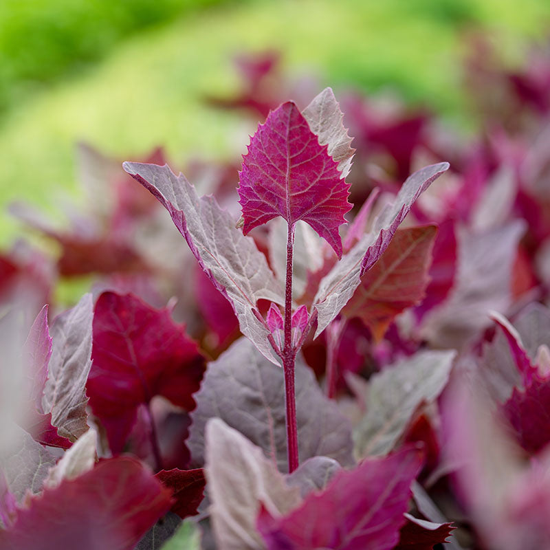 Atriplex hortensis 'Red Plume' Seeds – Stocks & Green
