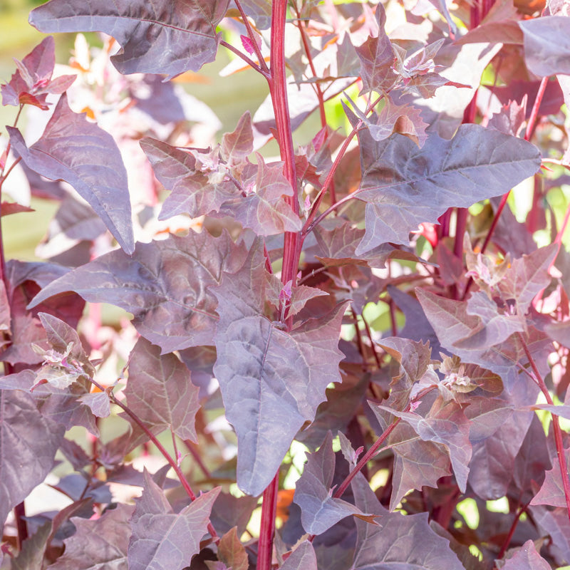 Atriplex hortensis 'Red Plume' Seeds – Stocks & Green