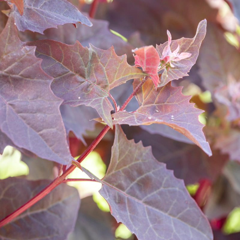 Atriplex hortensis 'Red Plume' Seeds – Stocks & Green