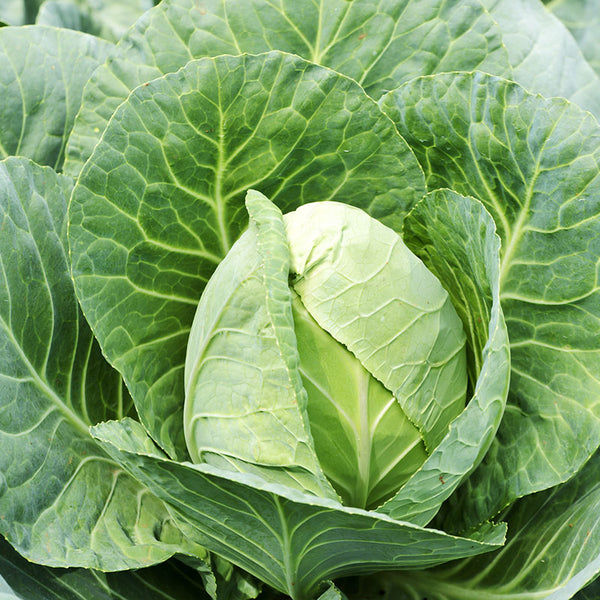 Cabbage 'Greyhound' Seeds – Stocks & Green
