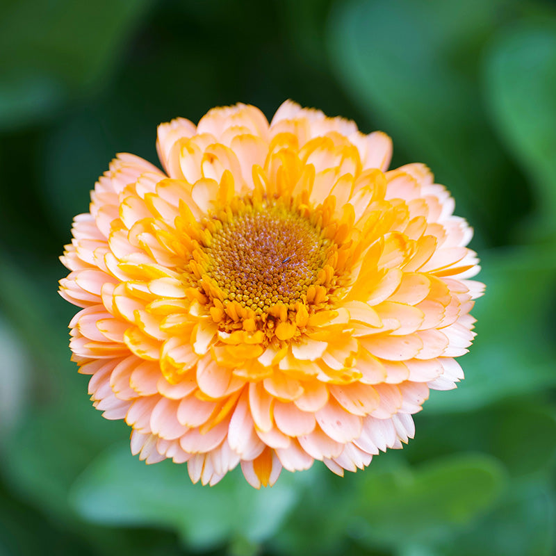 Calendula officinalis 'Pink Surprise' Seeds – Stocks & Green
