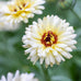 Calendula 'Snow Princess' - Marigold Seeds – Stocks & Green