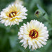 Calendula 'Snow Princess' - Marigold Seeds – Stocks & Green