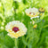 Calendula 'Snow Princess' - Marigold Seeds – Stocks & Green