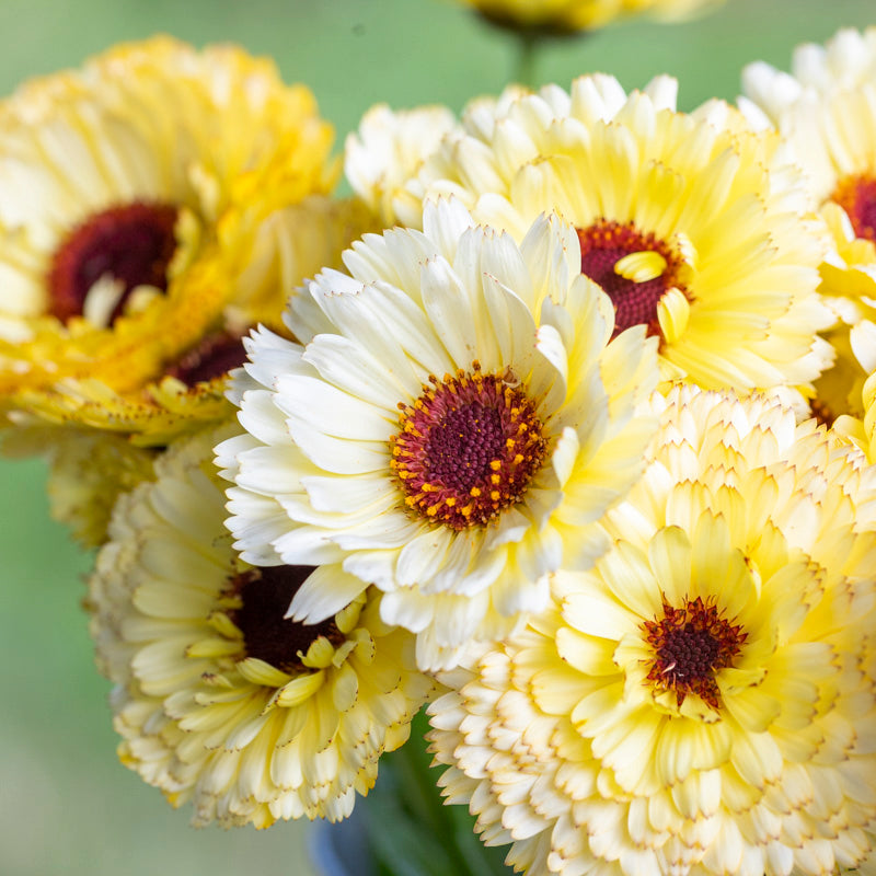 Calendula 'Snow Princess' - Marigold Seeds – Stocks & Green