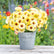 Calendula 'Snow Princess' - Marigold Seeds – Stocks & Green