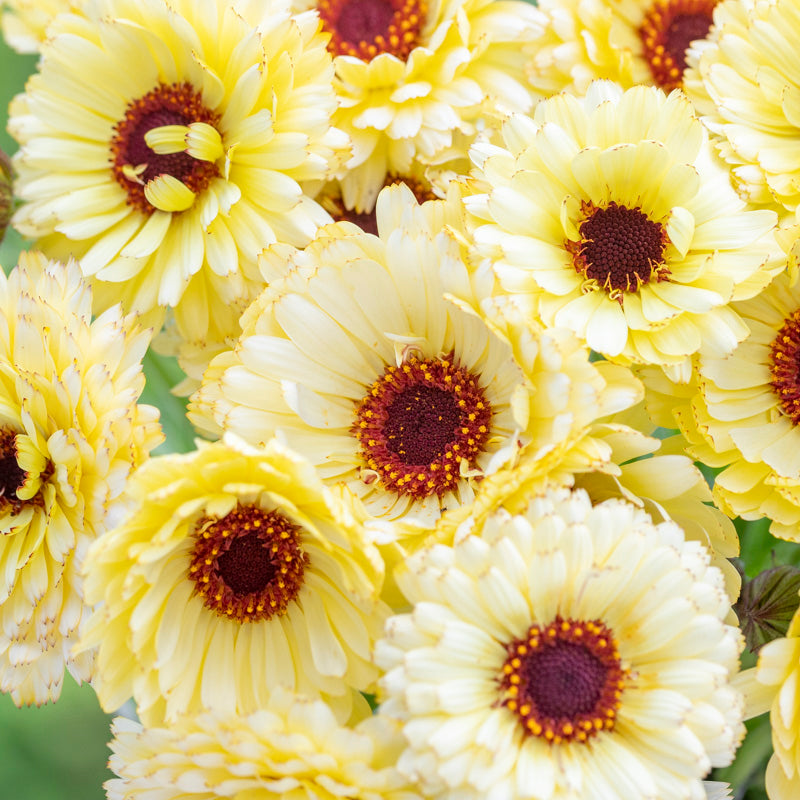 Calendula 'Snow Princess' - Marigold Seeds – Stocks & Green