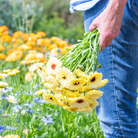 Calendula 'Snow Princess' - Marigold Seeds – Stocks & Green