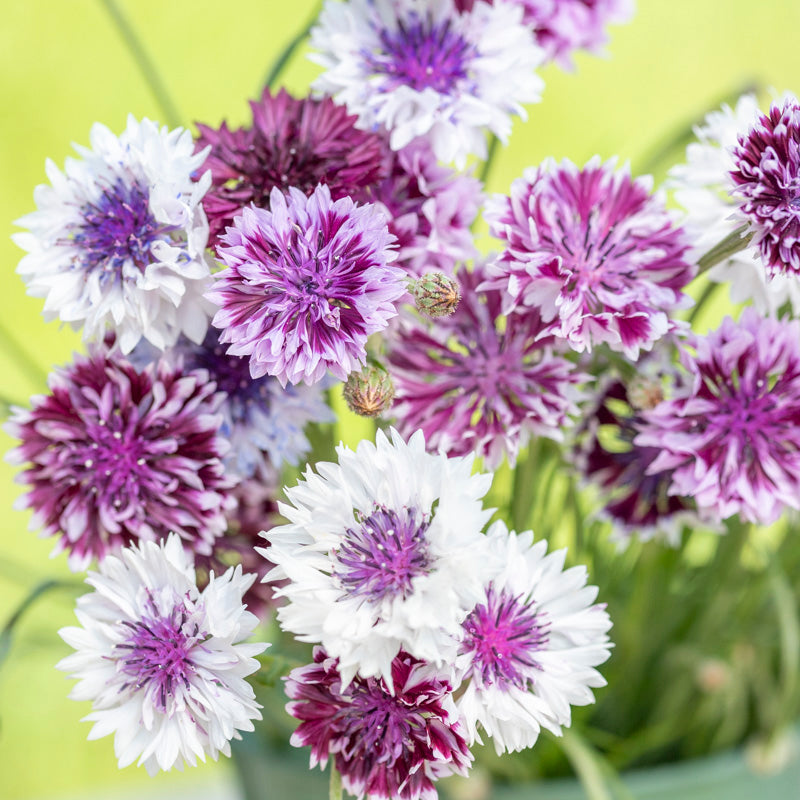 Centaurea 'Classic Magic' (Cornflower) Seeds – Stocks & Green