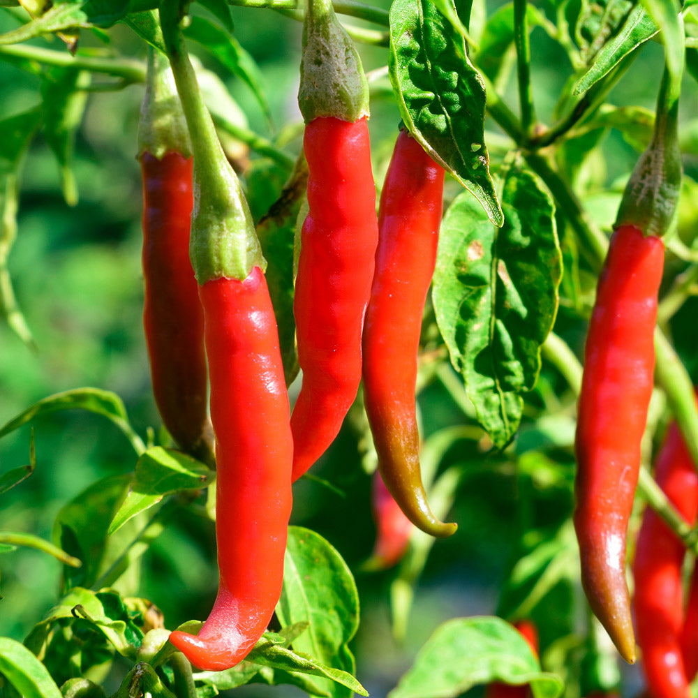 Chilli 'De Cayenne' Seeds – Stocks & Green