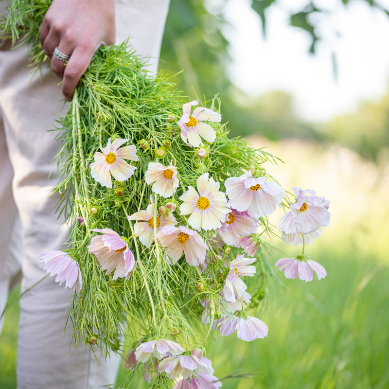 Cosmos bipinnatus 'Apricot Lemonade' Seeds – Stocks & Green