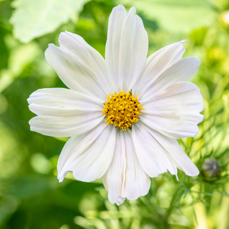 Cosmos – Stocks & Green