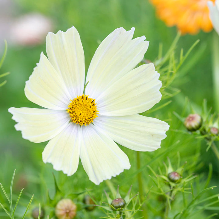 Cosmos – Stocks & Green