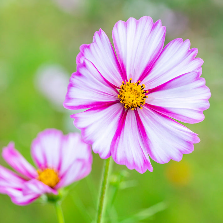 Cosmos 'Candy Stripe' Seeds – Stocks & Green