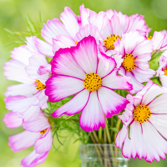Cosmos 'Candy Stripe' Seeds – Stocks & Green