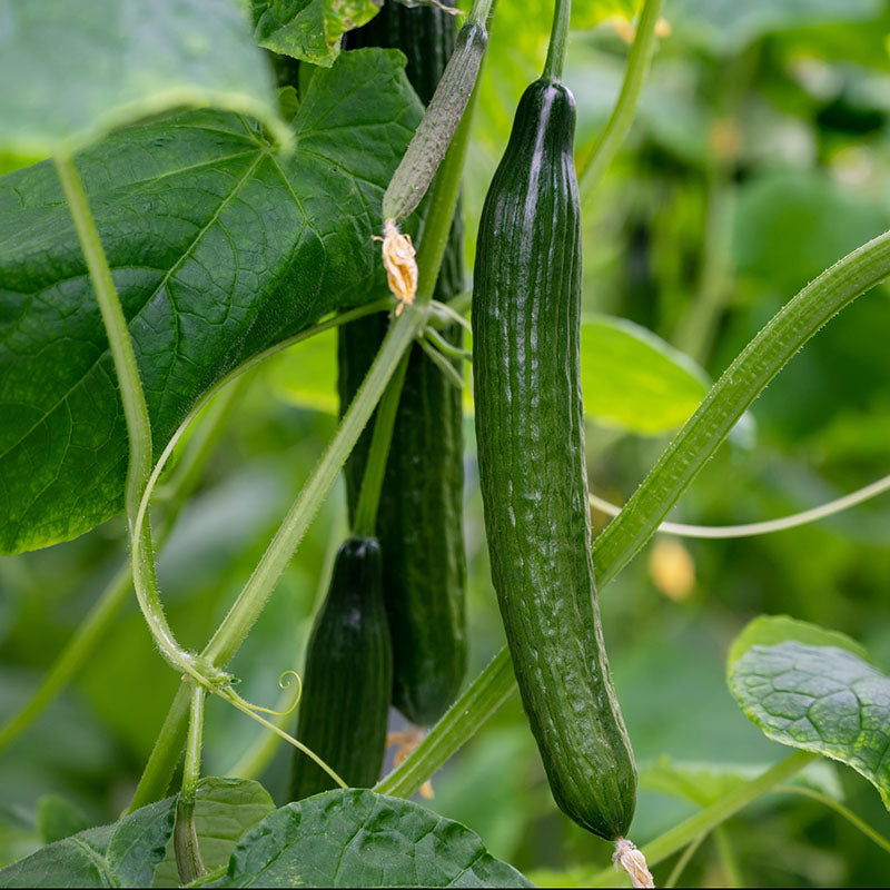 Cucumber 'Burpless Tasty Green F1' Seeds – Stocks & Green