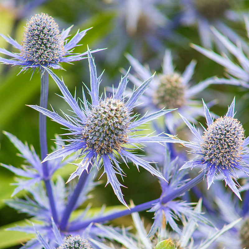 Eryngium planum Seeds – Stocks & Green