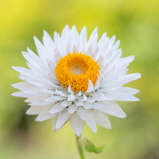 Helichrysum 'White' Seeds – Stocks & Green