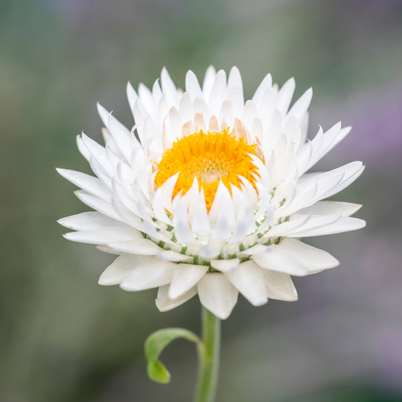 Helichrysum 'White' Seeds – Stocks & Green