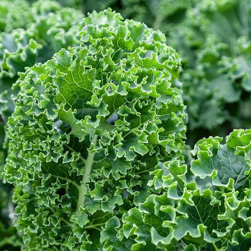 Kale 'Dwarf Green Curled' Seeds – Stocks & Green