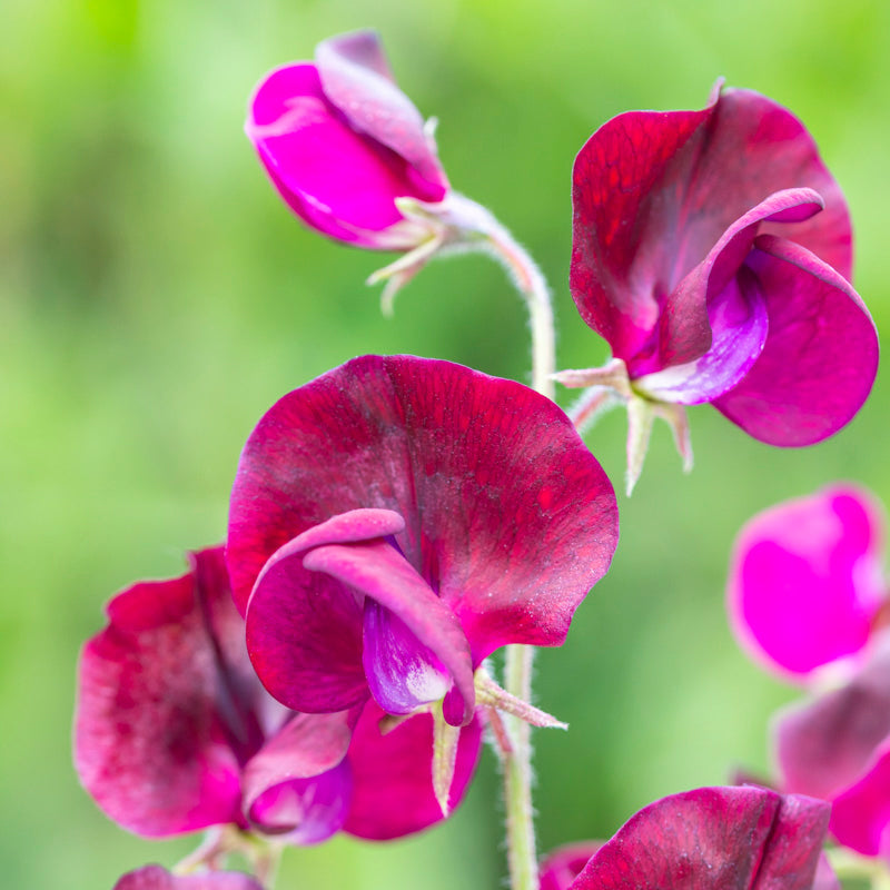 Lathyrus 'Beaujolais' - Sweet Peas - Seeds – Stocks & Green