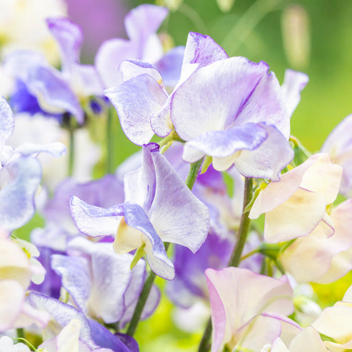 Lathyrus 'Blue Ripple' Seeds – Stocks & Green