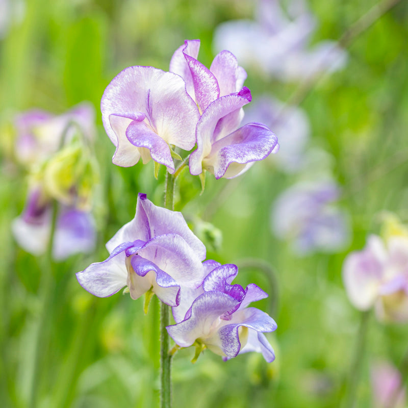 Sweet Peas – Stocks & Green
