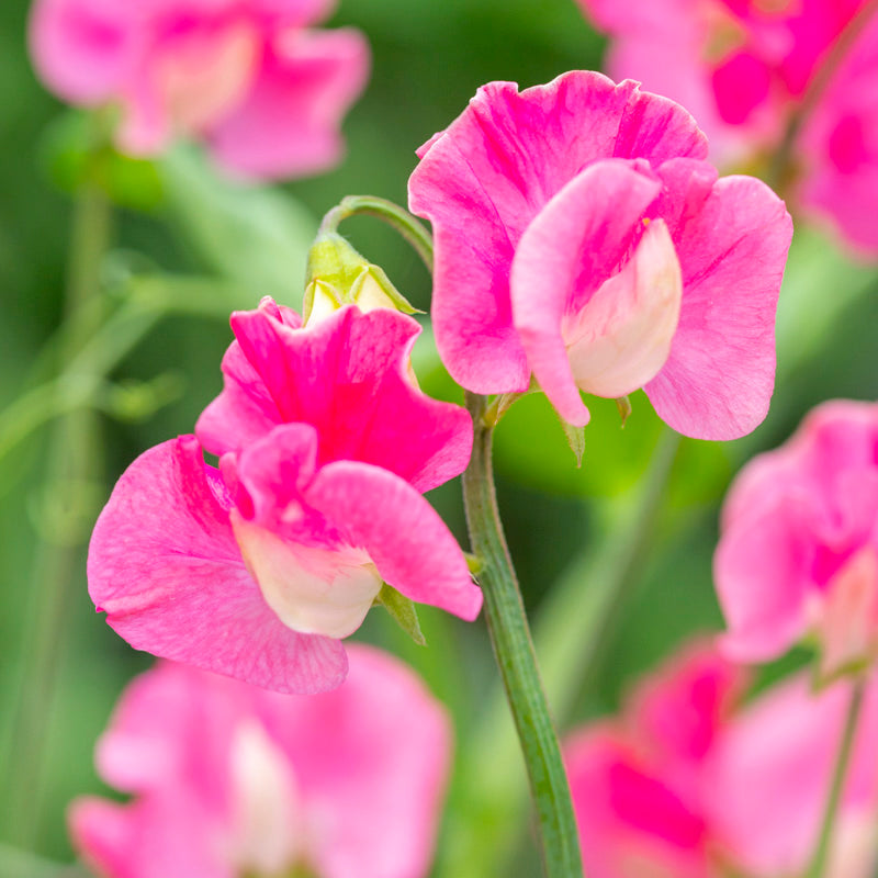 Lathyrus 'Geranium Pink' - Sweet Peas - Seeds – Stocks & Green