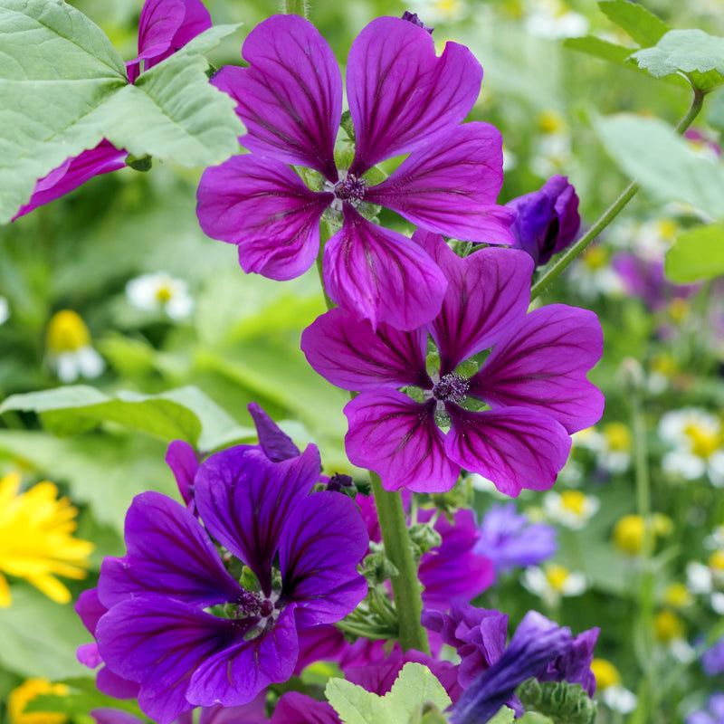 Malva sylvestris var. mauritiana - Tree Mallow Seeds – Stocks & Green