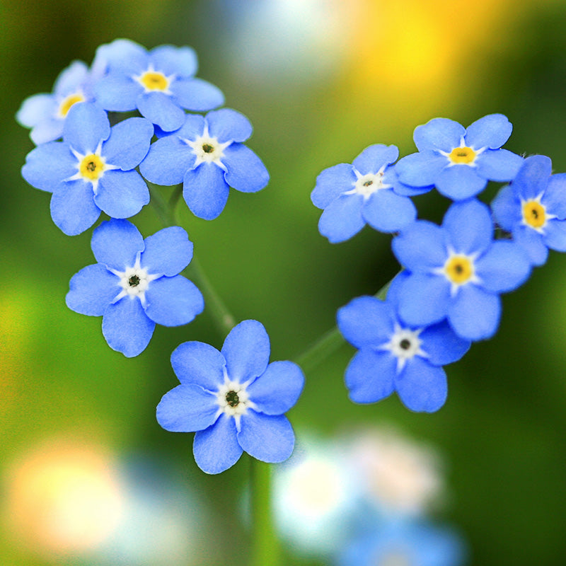 Forget Me Not Blue Eyes Forget Me Not Blues – Beyond The Window Box