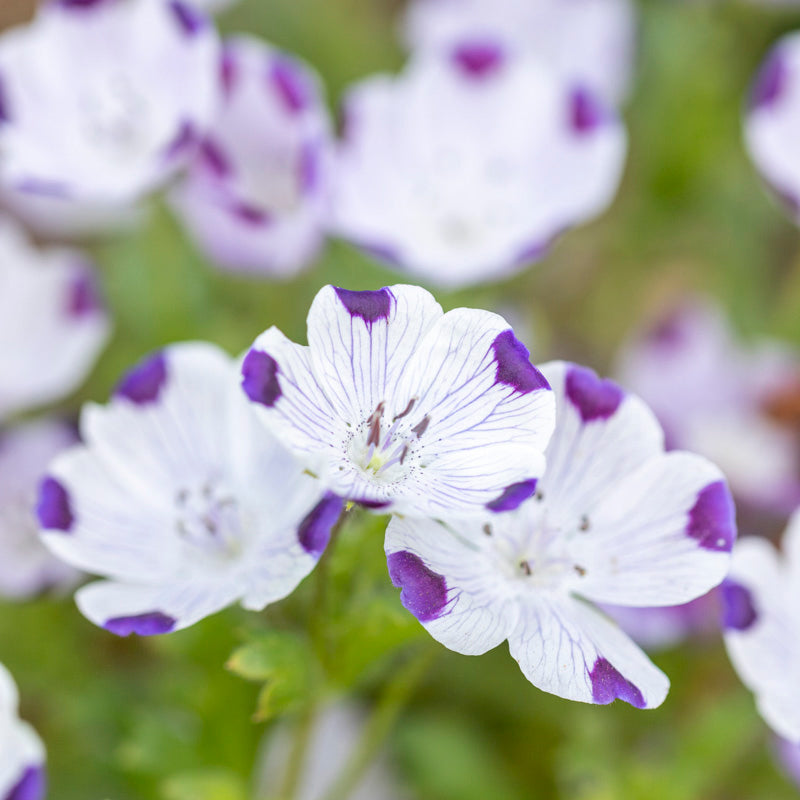 Five Spot Flower How To Grow Nemophila Maculata | EarthOne