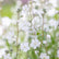 Omphalodes linifolia 'Little Snow White' - Argentine Forget-me-not ...